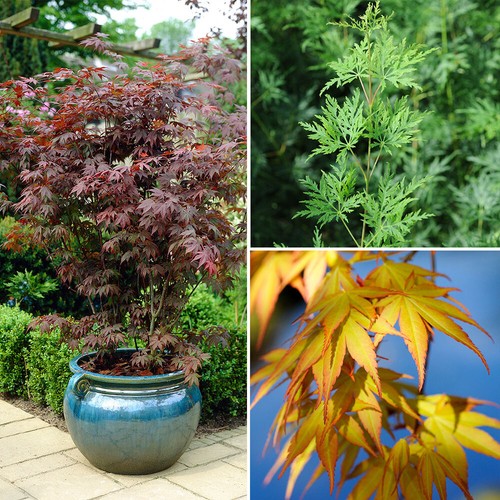 Trees & Shrubs, Japanese Maple Acer Collection, Foliage Colour, 3 x 1 ...