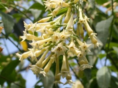 Cestrum parqui | Palqui | Green Cestrum | Willow-leaved Jessamine | 10 ...