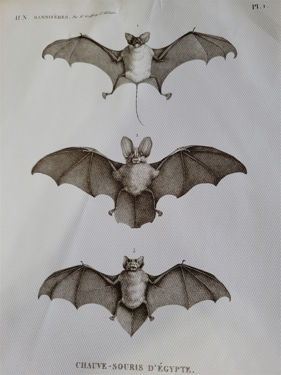Vampire Bats Drawings