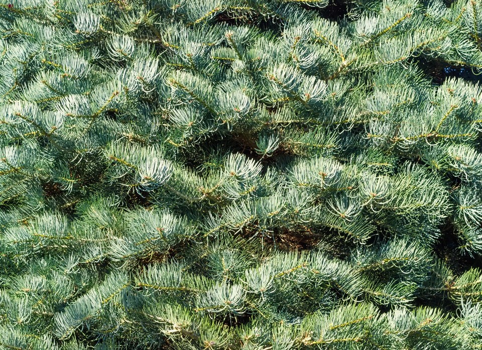 Apache White Fir (Abies concolor) Landscape, Windbreaks and Christmas ...