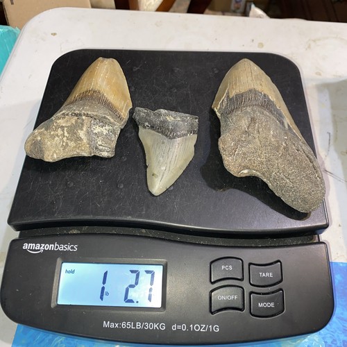 MEGALODON SHARK TEETH 1 POUND FRAGS TEETH MEG SCUBA DIVER DIRECT FOSSIL ...