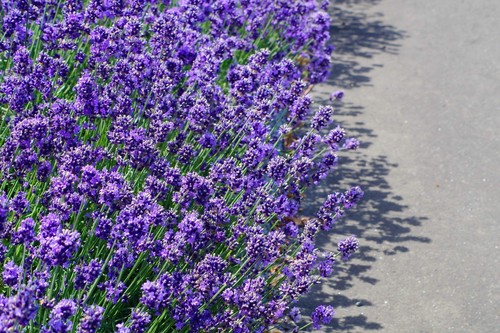 20 DWARF MUNSTEAD LAVENDER English Lavandula Angustifolia Flower Herb ...