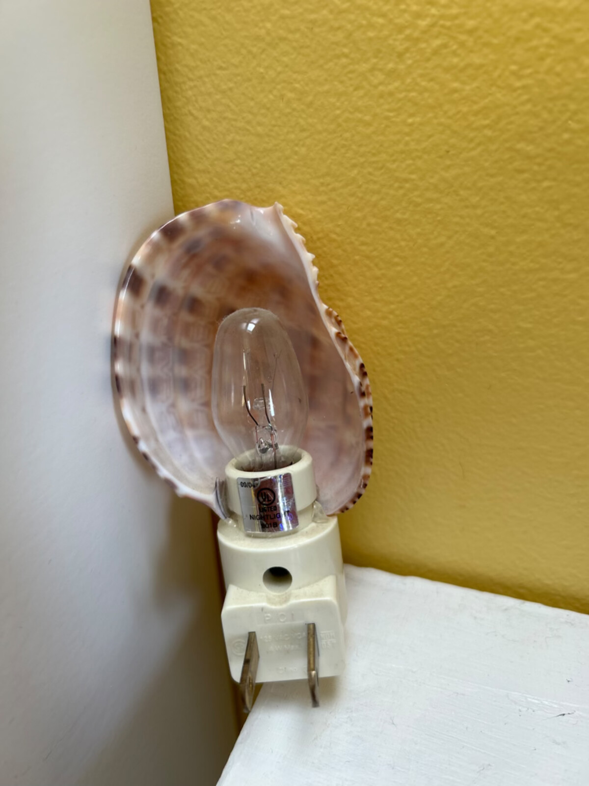 Nautical Decor | Real Fox Conch Sea Shell Night Light | eBay
