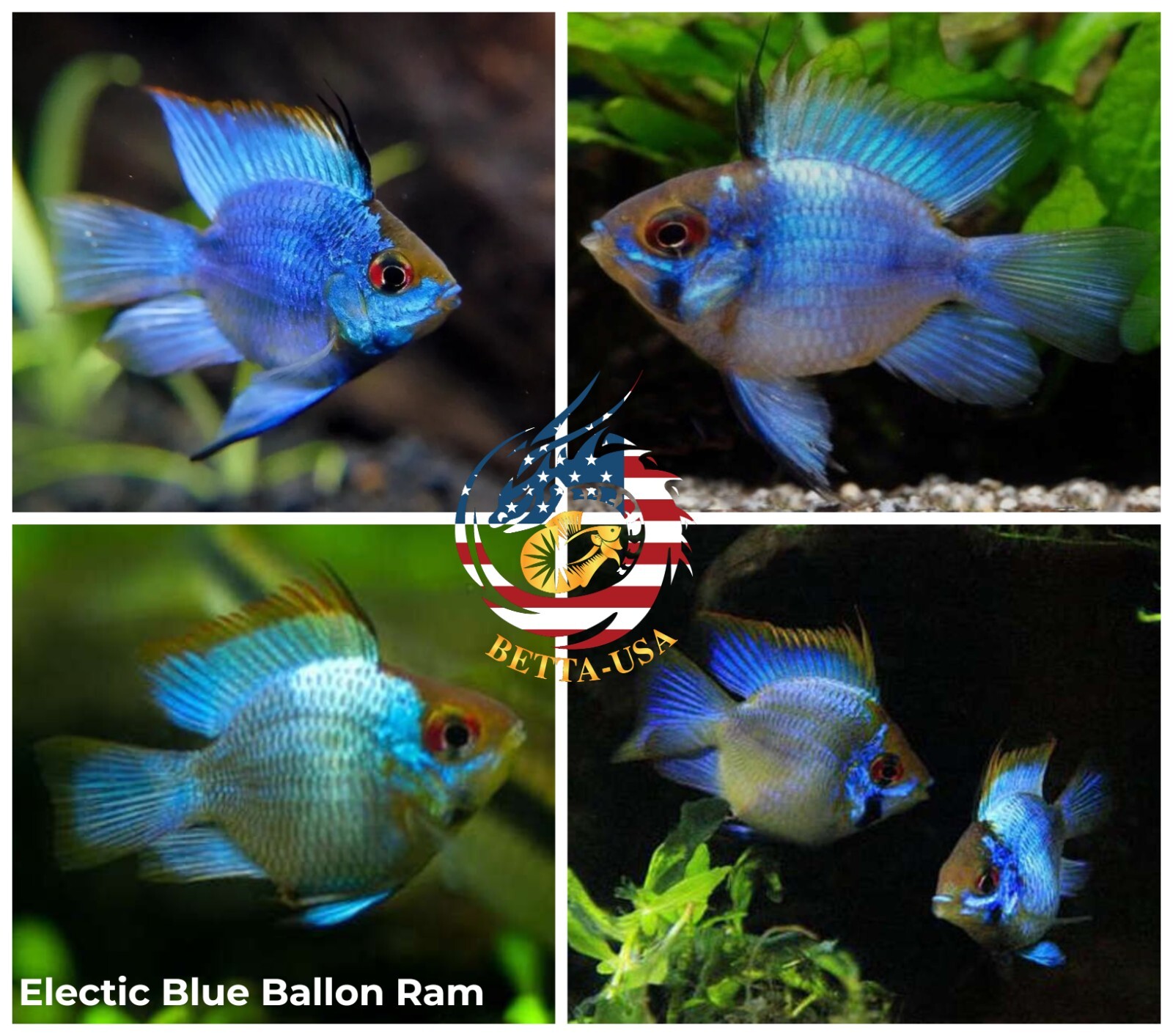 1 TRIO - Cichlid Rams Short Body - German Electric Blue Balloon Ram ...