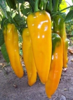 Golden Marconi Sweet Pepper 15 Seeds Over 1000 heirloom seeds in our ...