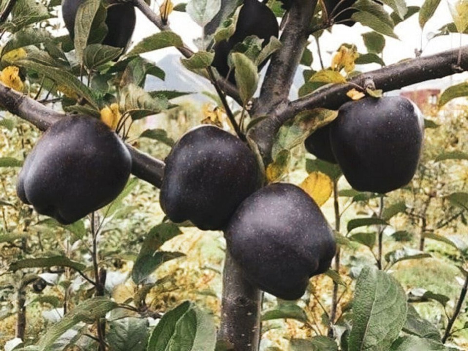 Black Diamond Apple - Malus domestica 'Black Diamond' | eBay