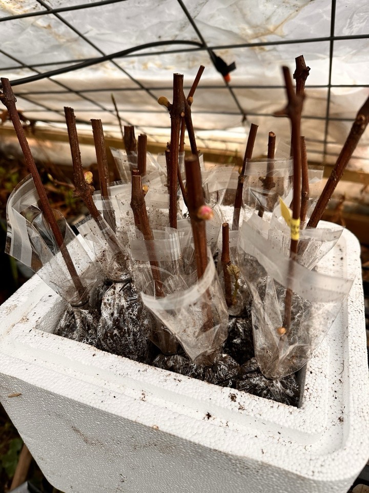 Two Organic Concord Grape live Starter plants 6-15 inches hardy ...