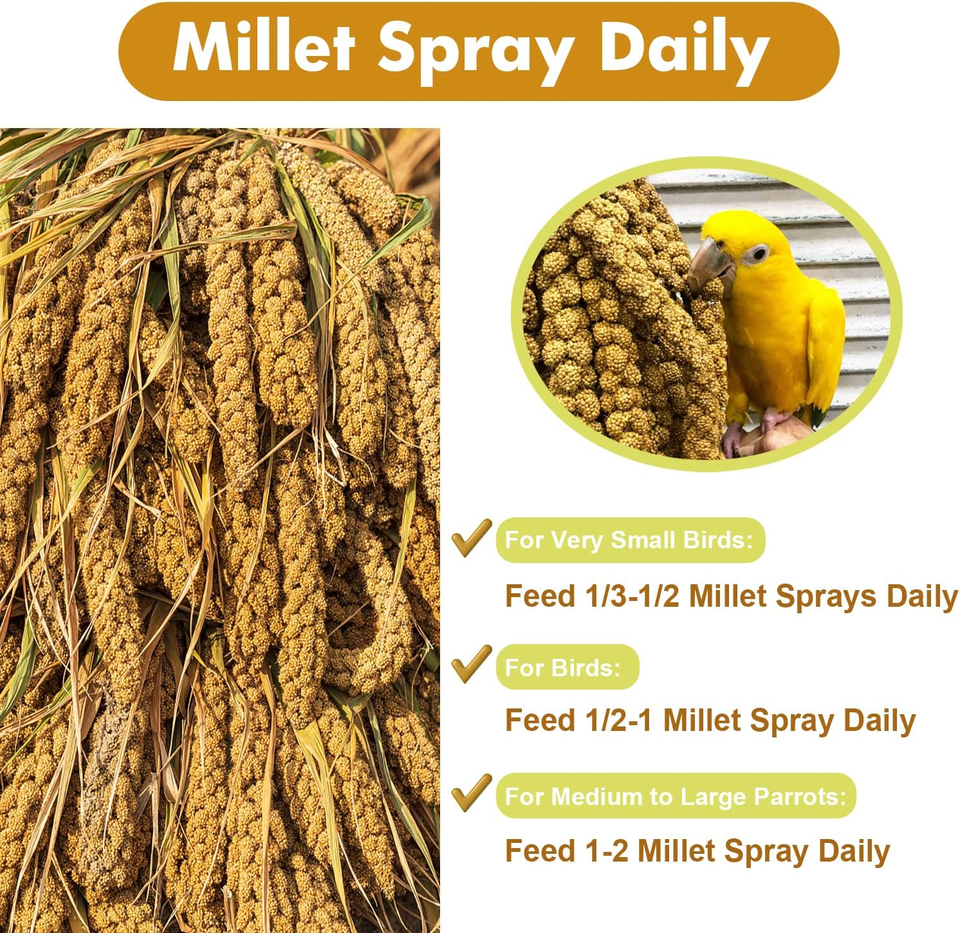 Jmxu's 1LB Spray Millet Treat for Birds Parakeets, Natural Sun-Dried ...