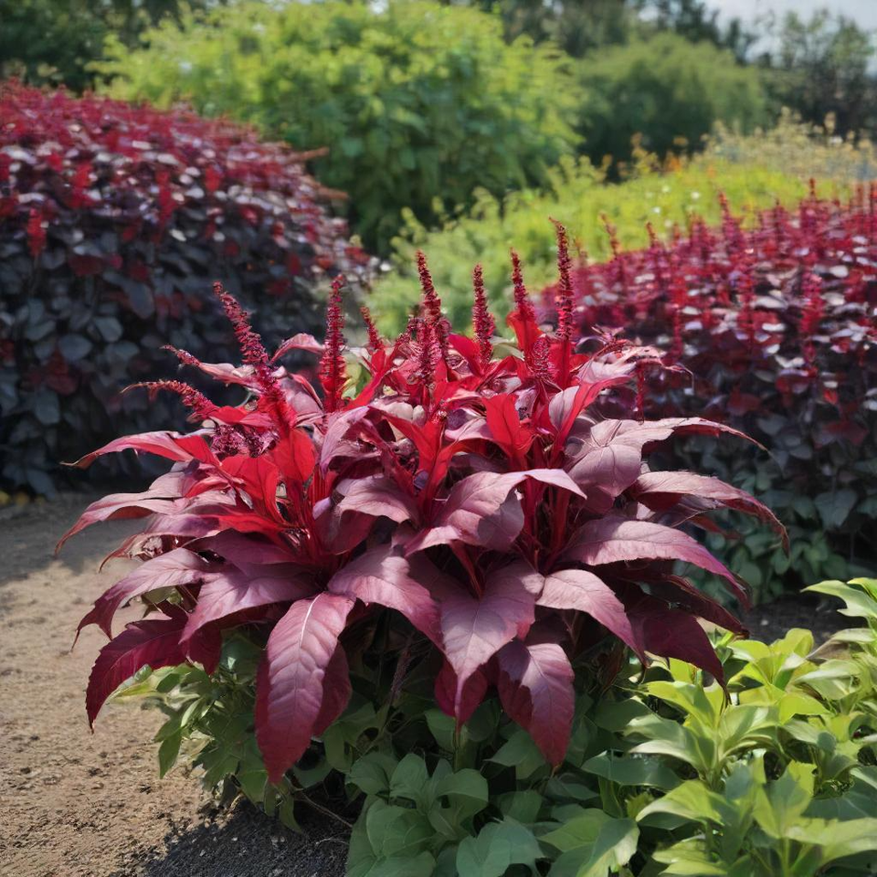 Amaranth Seeds - Midnight Red: Non-GMO, Heirloom Vegetable Garden Seeds ...