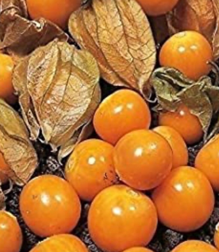 Fruit SEEDS Bundle-Guyabano, Red Guava, Atis And Poha Berry. Planting ...