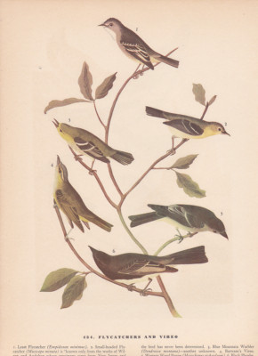 Audubon 1942 Vintage Birds #434 "FLYCATCHERS & Vireo" Full Color Art ...