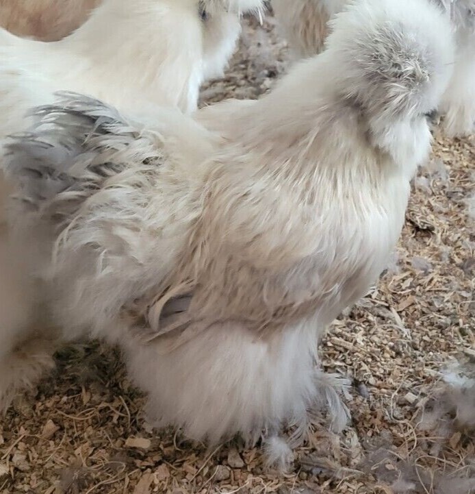 (6) Show Quality Silkie Bearded & Crested Fertile Hatching Eggs ...