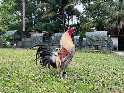 10 Golden Blue Poultry Chicken Gamefowl Hatching Eggs | eBay