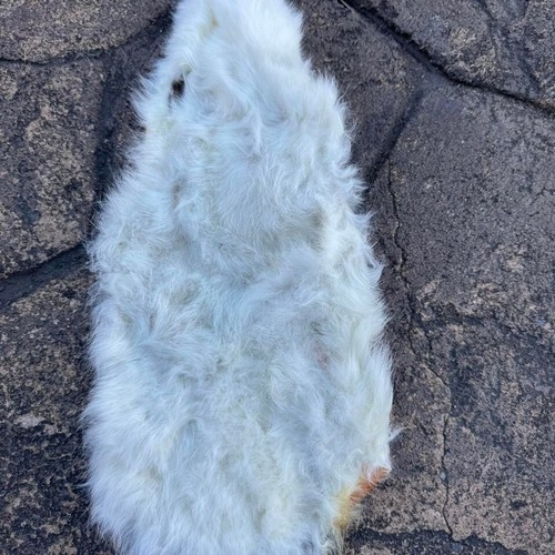 White rabbit Real Rabbit Fur Pelt Rabbit Skin For Pets Clothes Bag ...