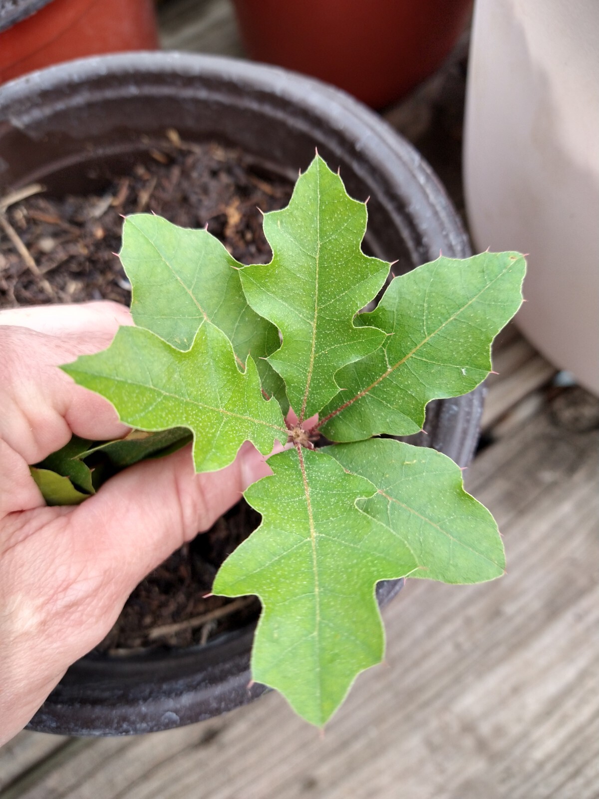 Red Oak Sapling