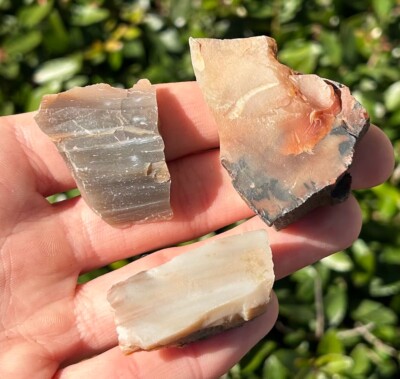 Arizona Fossil Petrified Wood Lot of 3 COLORFUL Plant Tree Vegetation ...