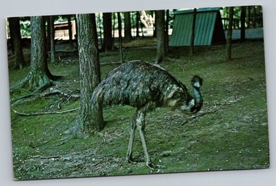 Scenic Parke County Indiana Ostrich At Gobblers Knob Dear Farm Postcard ...