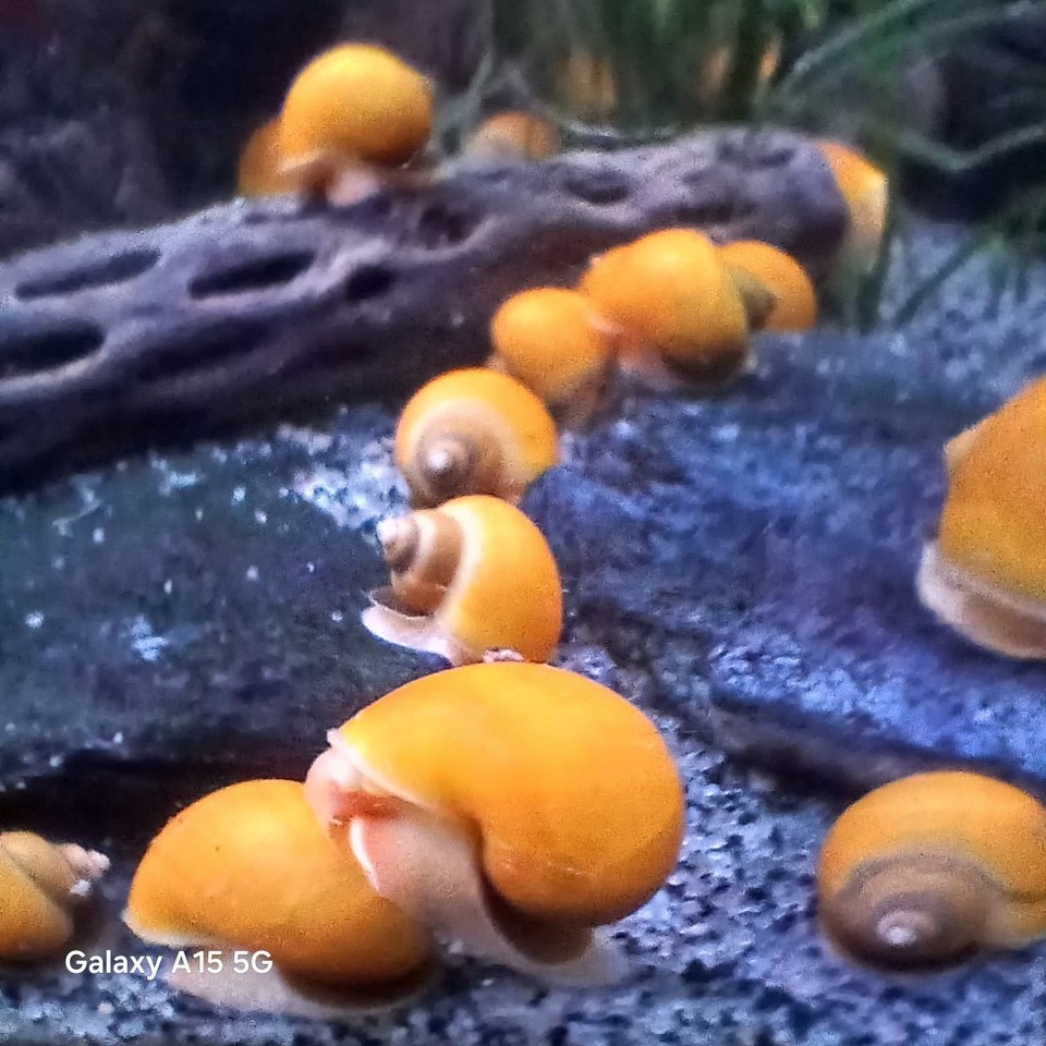 Golden Mystery Snails (Pomacea Bridgesii) Live Freshwater Snail | eBay