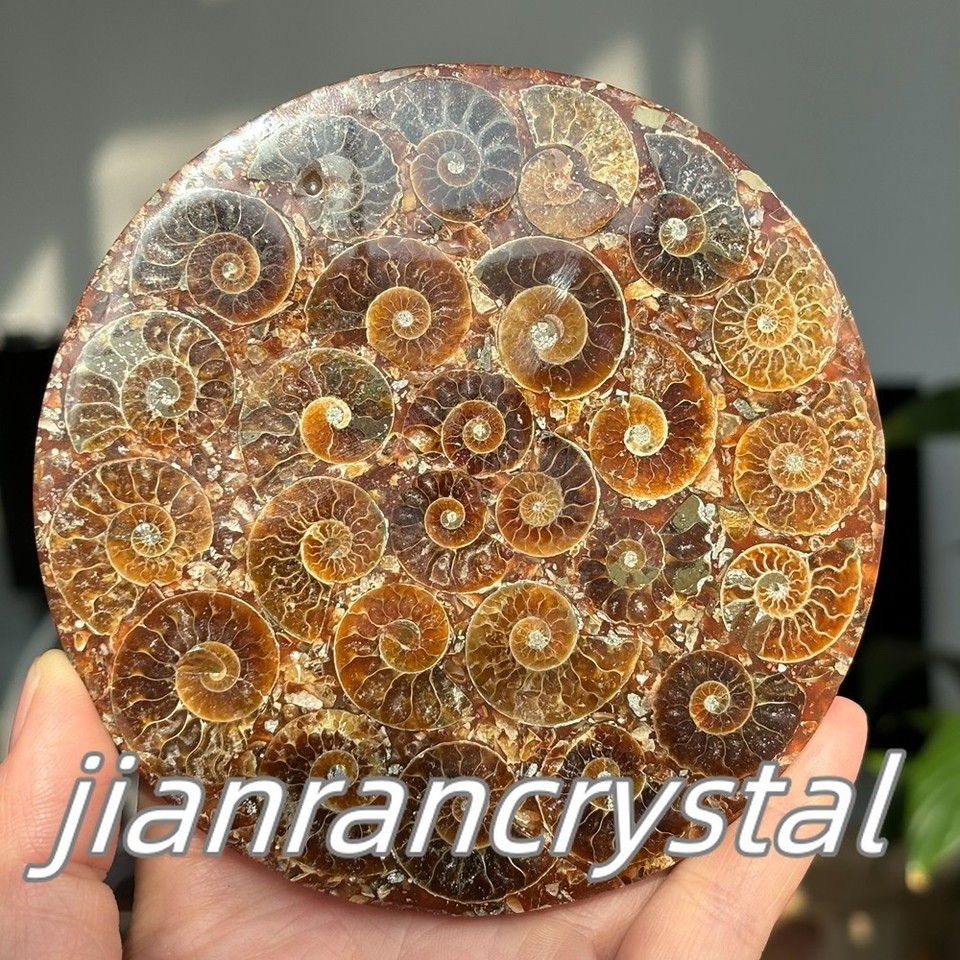 Natural Ammonite Disc Fossil Conch Specimen Healing +Stand 1PC | eBay