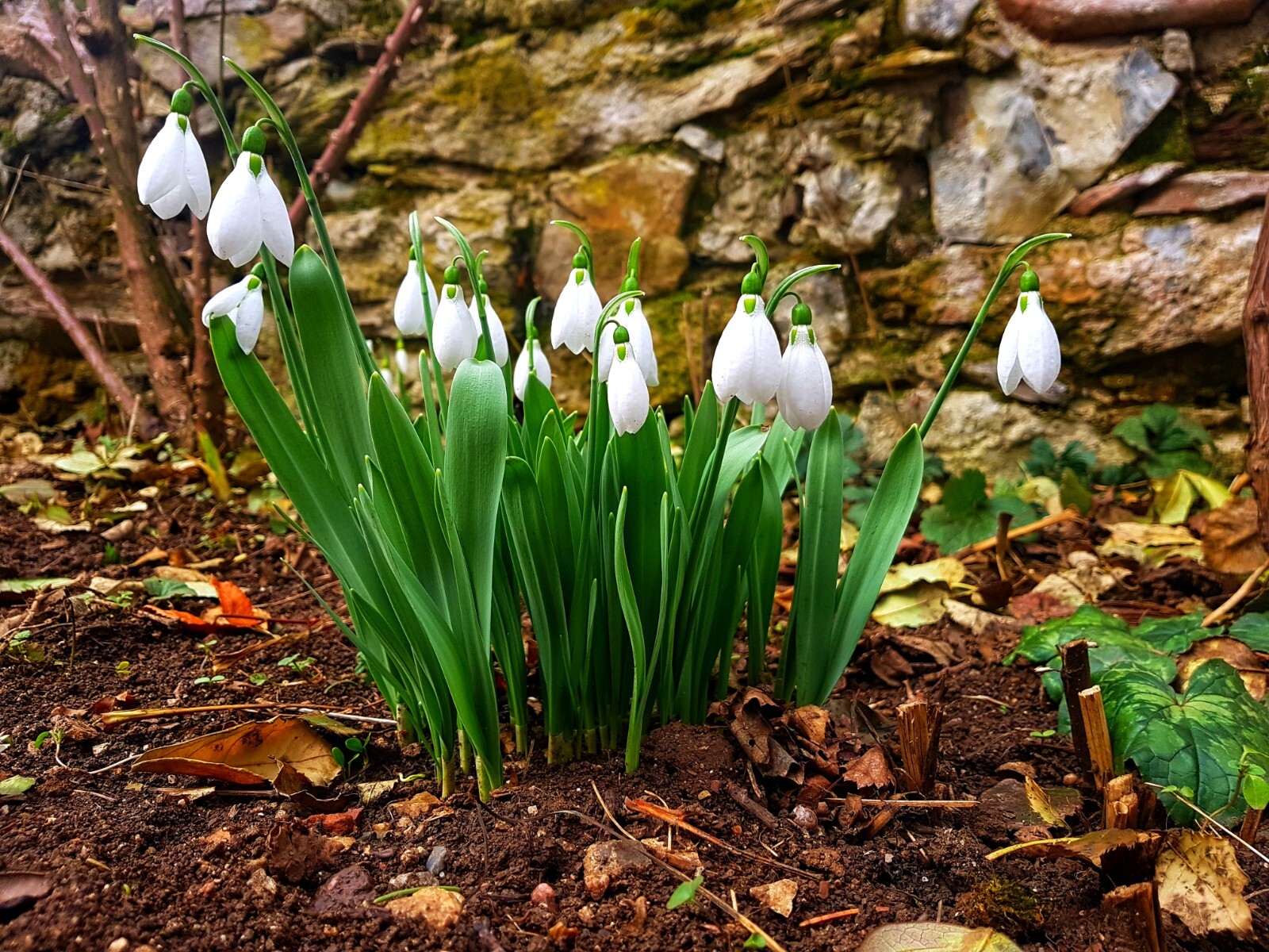 50 x Single Snowdrop Bulbs Ready To Plant Now For Spring Flowering ...