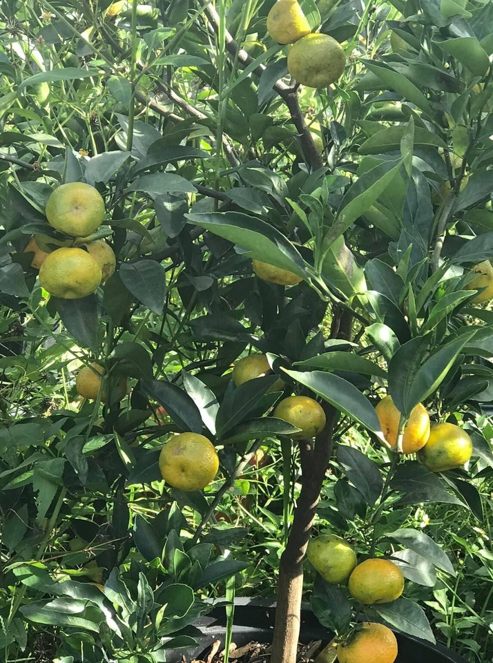 Grafted ORRI 5Gal Sweet Mandarin Citrus Tree | eBay
