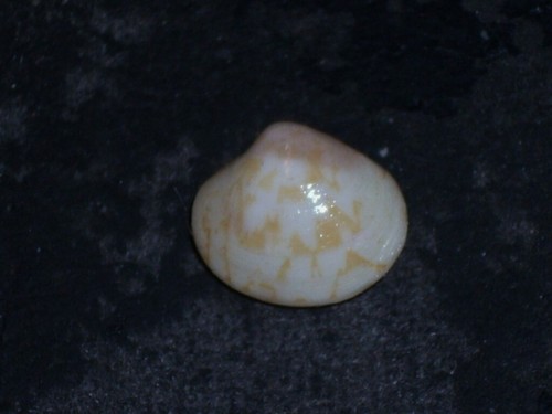 PITAR FULMINATUS WOOOOOW | eBay