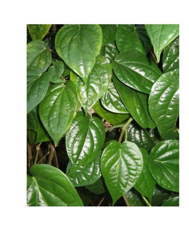 Dried Betel Leaves Pure Organic Finest Quality, 25 – 500 Counts Leaves ...