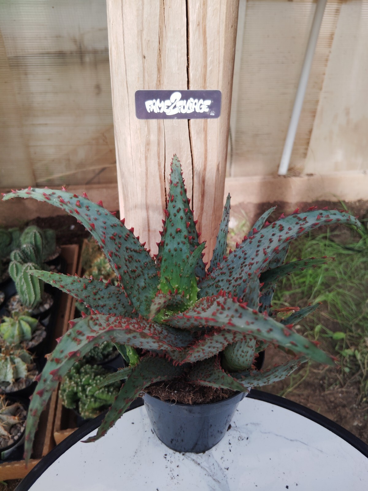 Aloe 'AJR' | eBay