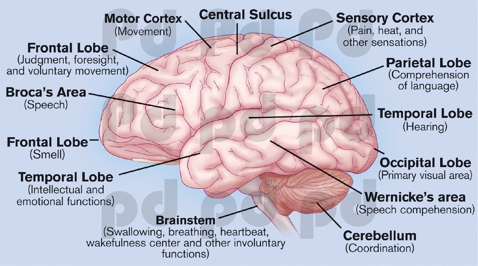 Brain Wall Mural Decal Vinyl Doctors Office Science Nuero Anatomy ...
