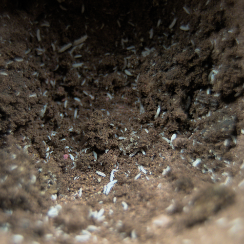 500+ Temperate White Springtails Clay Culture Live Arrival Guarantee | eBay