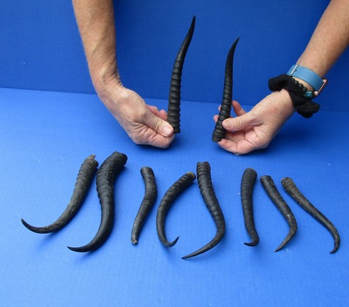 10 Piece lot of 7-9 inch Female South African Springbok Horns Taxidermy ...