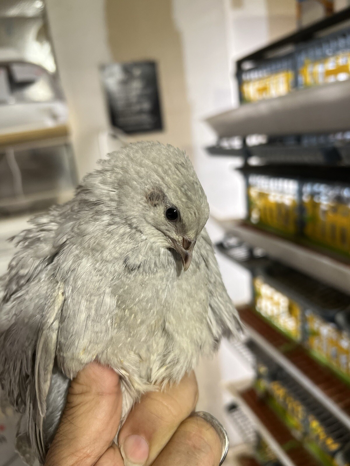 48 Mix Andalusian, All Black, Cinnamon Coturnix Quail Hatching Eggs | eBay