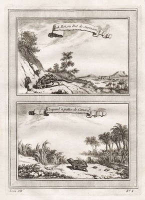 America Suriname Rat Mouse Toad Copperplate Engraving 1750 | eBay