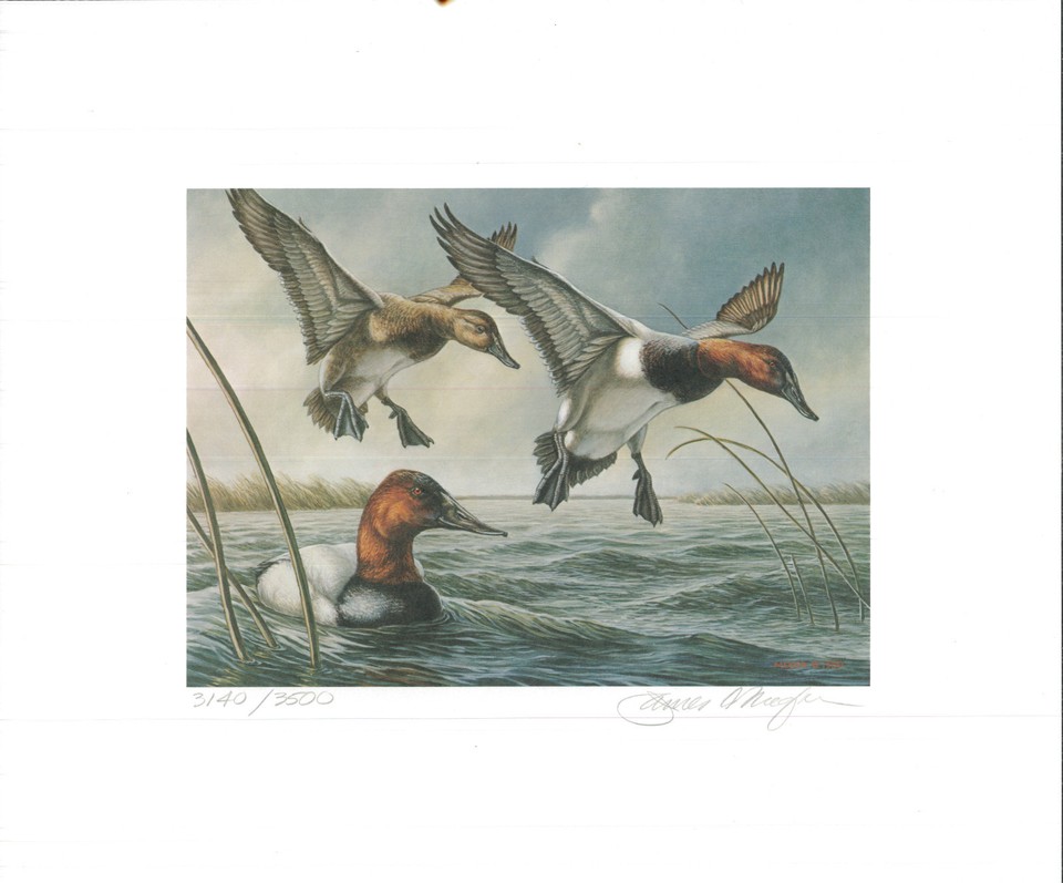 MINNESOTA #4 1980 STATE DUCK STAMP PRINT CANVASBACKS by James Meger ...