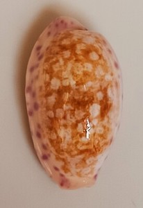 wenrab_shell | eBay Stores