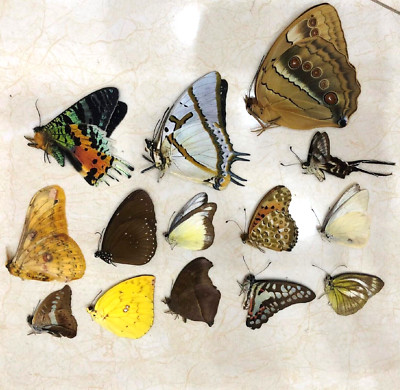 10 Real Butterflies Colorful Dried Taxidermy Insect Collections ...