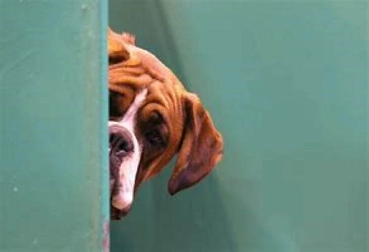 Dog Peeking Around Corner