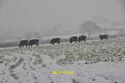 Photo 12x8 Mid Devon : Snowy Field & Cattle Manley Cows braving the ...