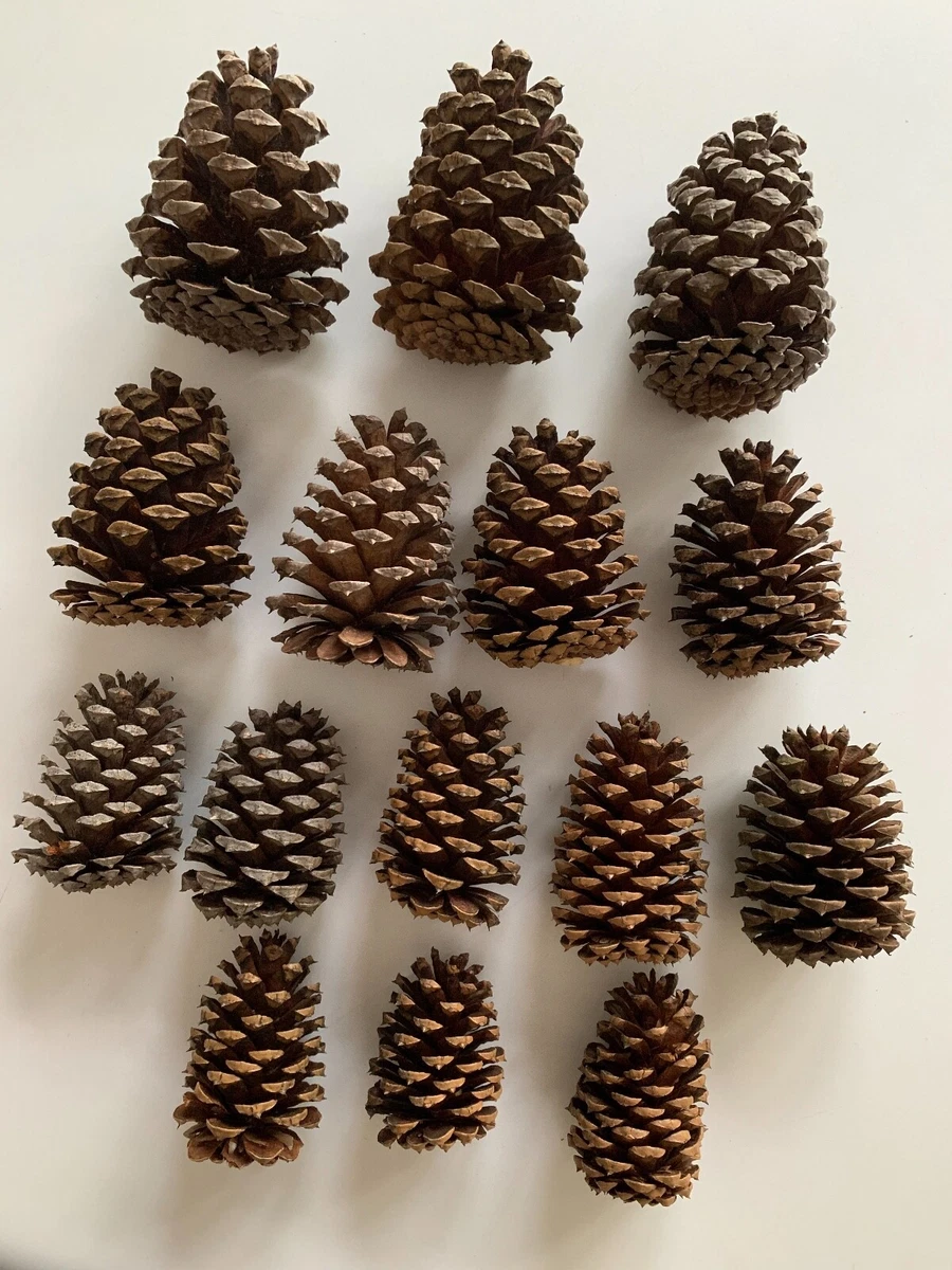 Types Of Pinecones