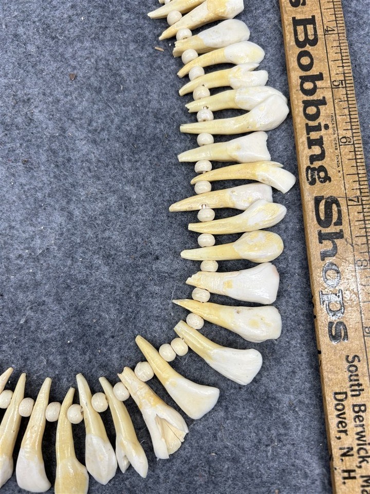 antique necklace teeth real bovine Native American tribal 24 x 1.75 ...
