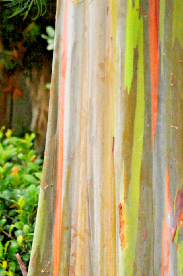 40 Rainbow Eucalyptus (E. deglupta) Gum Tree Seeds FREE SHIPPING * USA ...
