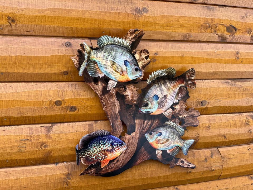 Bluegill Replica Driftwood Scene, Rustic Decor, Lodge Decor, Bluegill ...