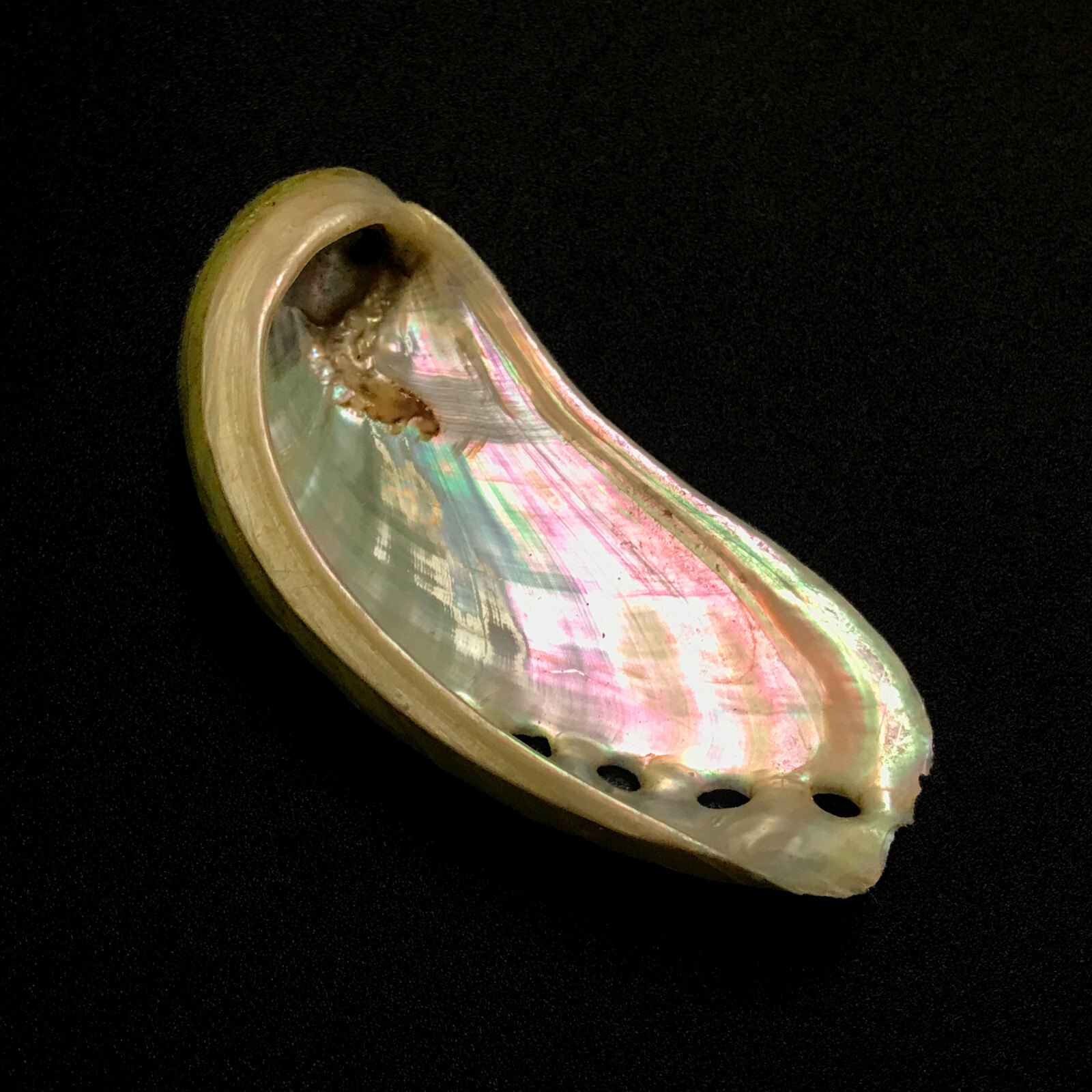 Donkey's Ear Abalone Sea Shell Haliotis Asinina Natural Sea Shell | eBay