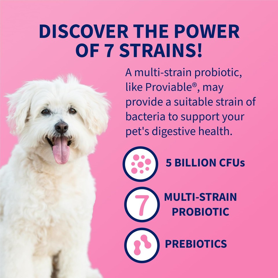 Nutramax Proviable Probiotics for Dogs and Cats, Daily Digestive 30 ...