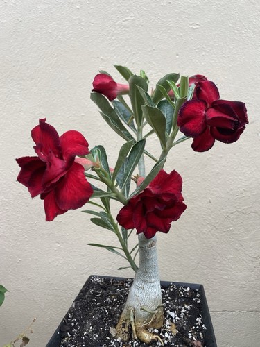 Candy Apple Red Desert Rose Triple Petal 🌹 Dark Edge Exotic Live Plant ...