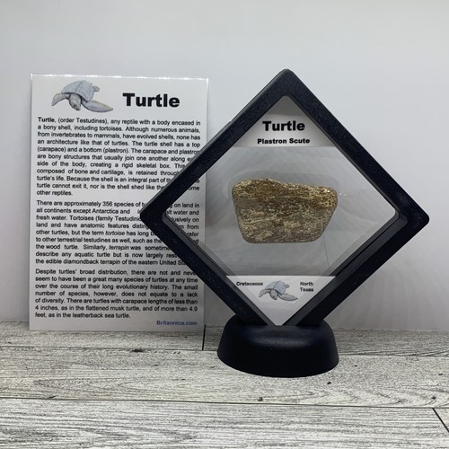 Turtle Cretaceous Plastron Scute Shell Fossil in Display Case | eBay