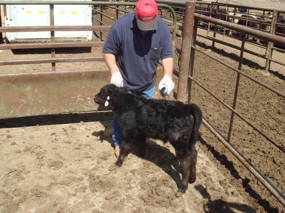 ® Orphan-No-More Calf Claimer | Powdered Calf & Lamb Claim Aids in ...