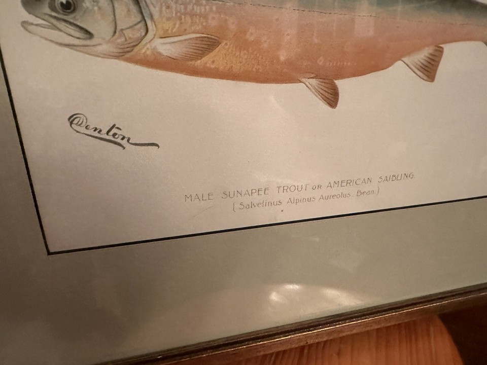 Original Vtg DENTON Fish Print Male Sunapee Trout Framed Matted ...