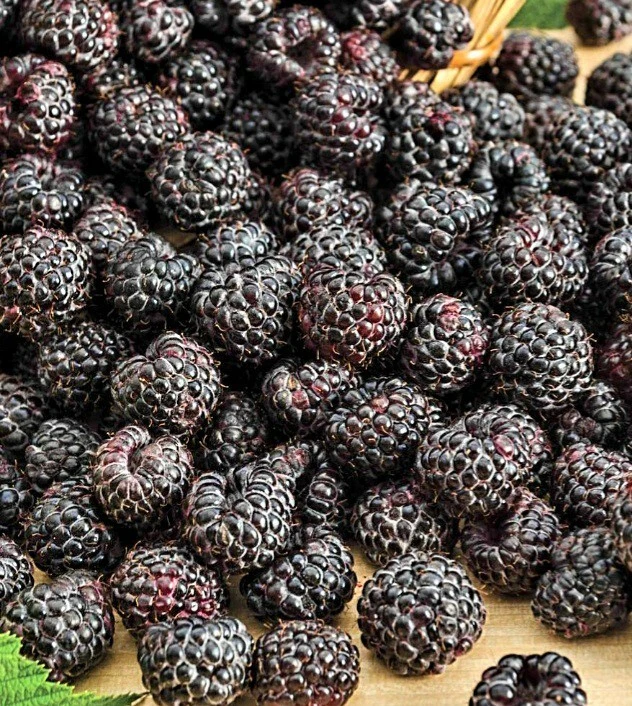 Wild Black Raspberry Plants