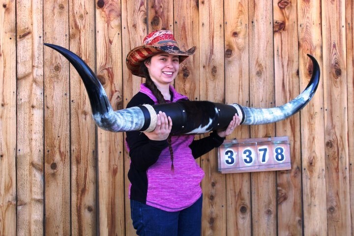 REAL STEER POLISHED LONG HORNS MOUNTED 5' 8" COW BULL NO SKULL LONGHORN ...